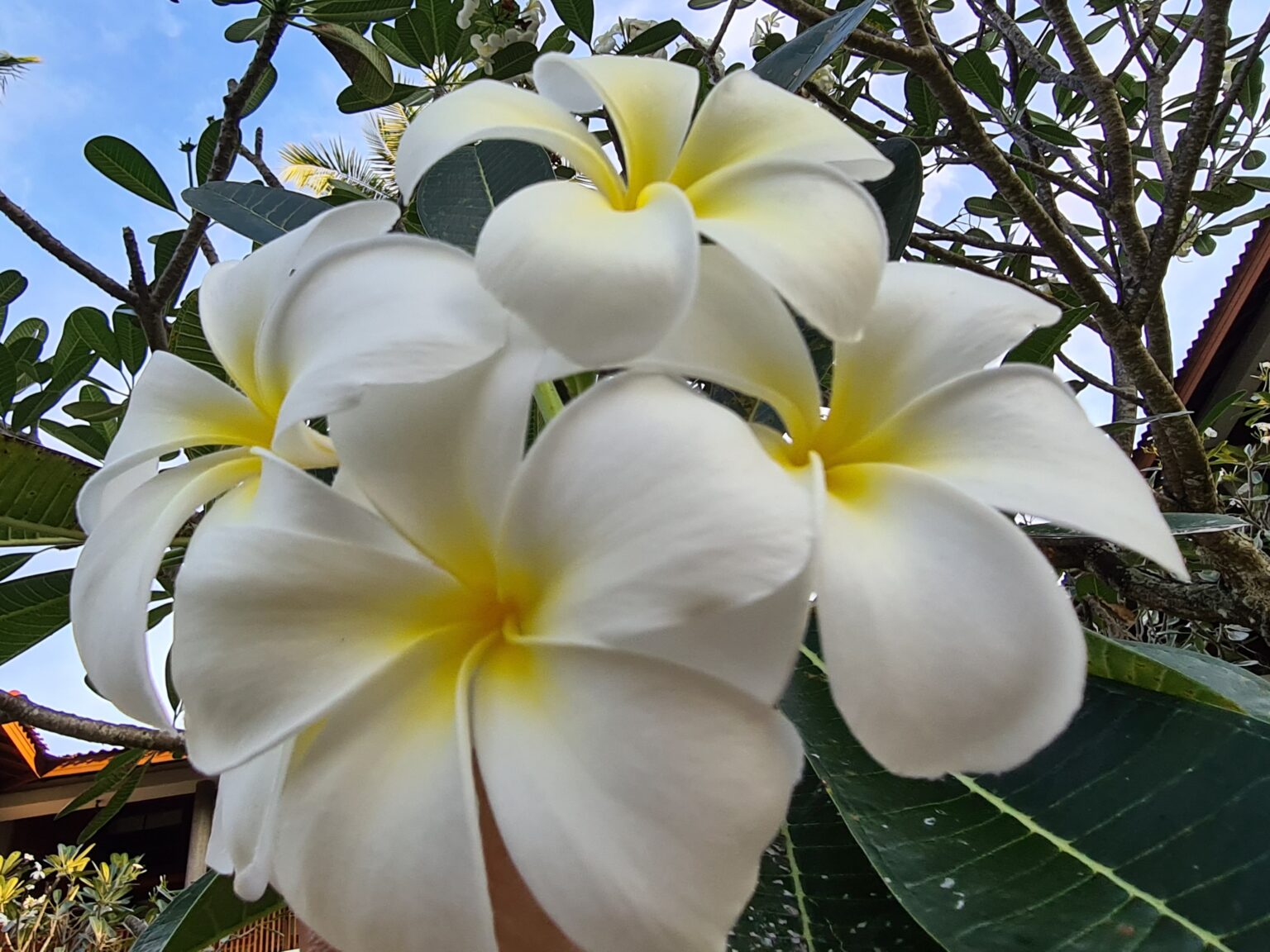 Exotic Frangipani Flowers - EssentiallyLili
