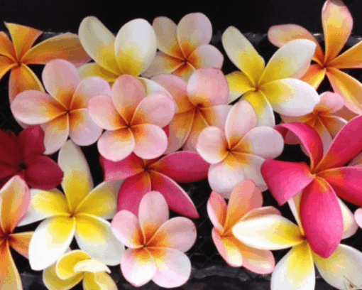 Exotic Frangipani Flowers - EssentiallyLili